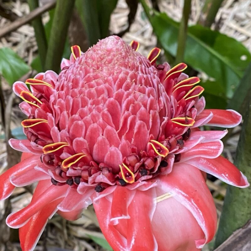 Private Rainforest Eco-Tour See Endemic Birds and Wildlife